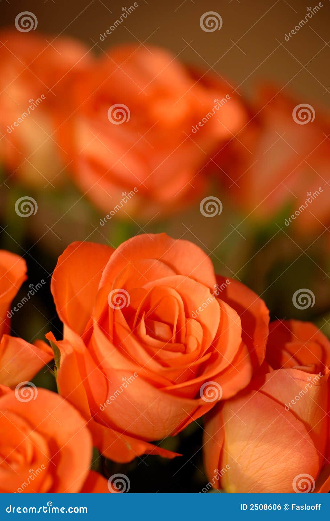 Bouquet of orange roses stock photo. Image of bouquet - 2508606