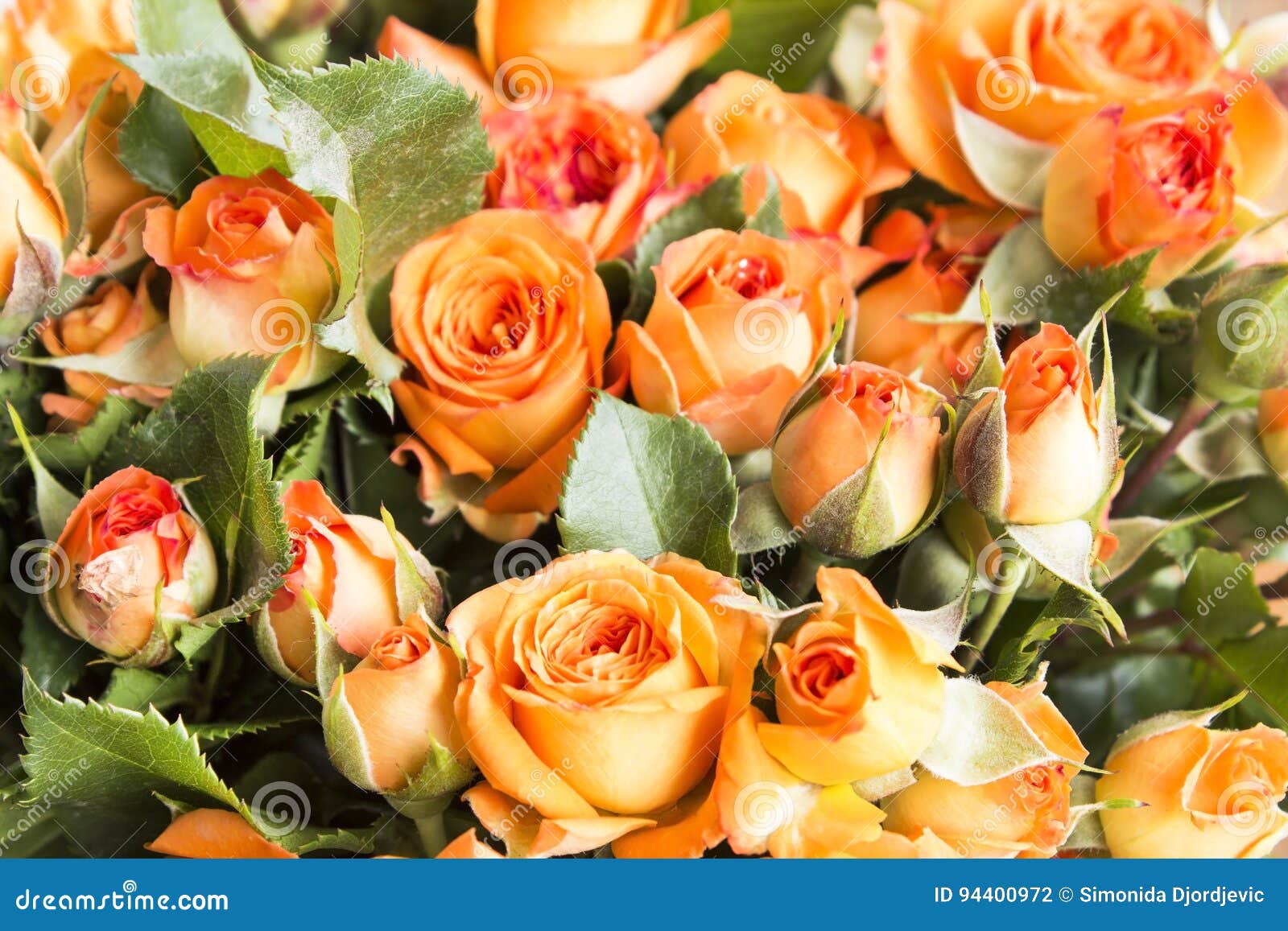 Bouquet of Orange Roses stock photo. Image of gift, nature - 94400972