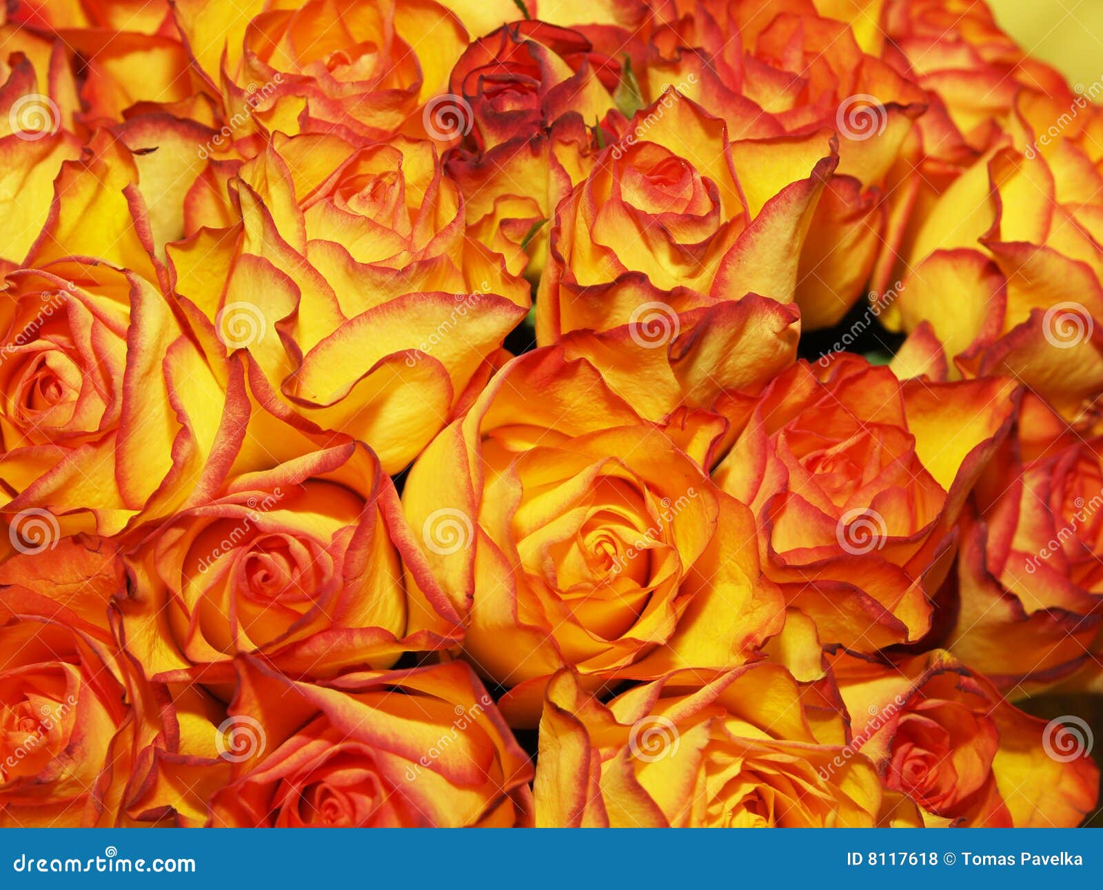Bouquet of Orange-yellow Roses Stock Photo - Image of bunch, macro: 8117618