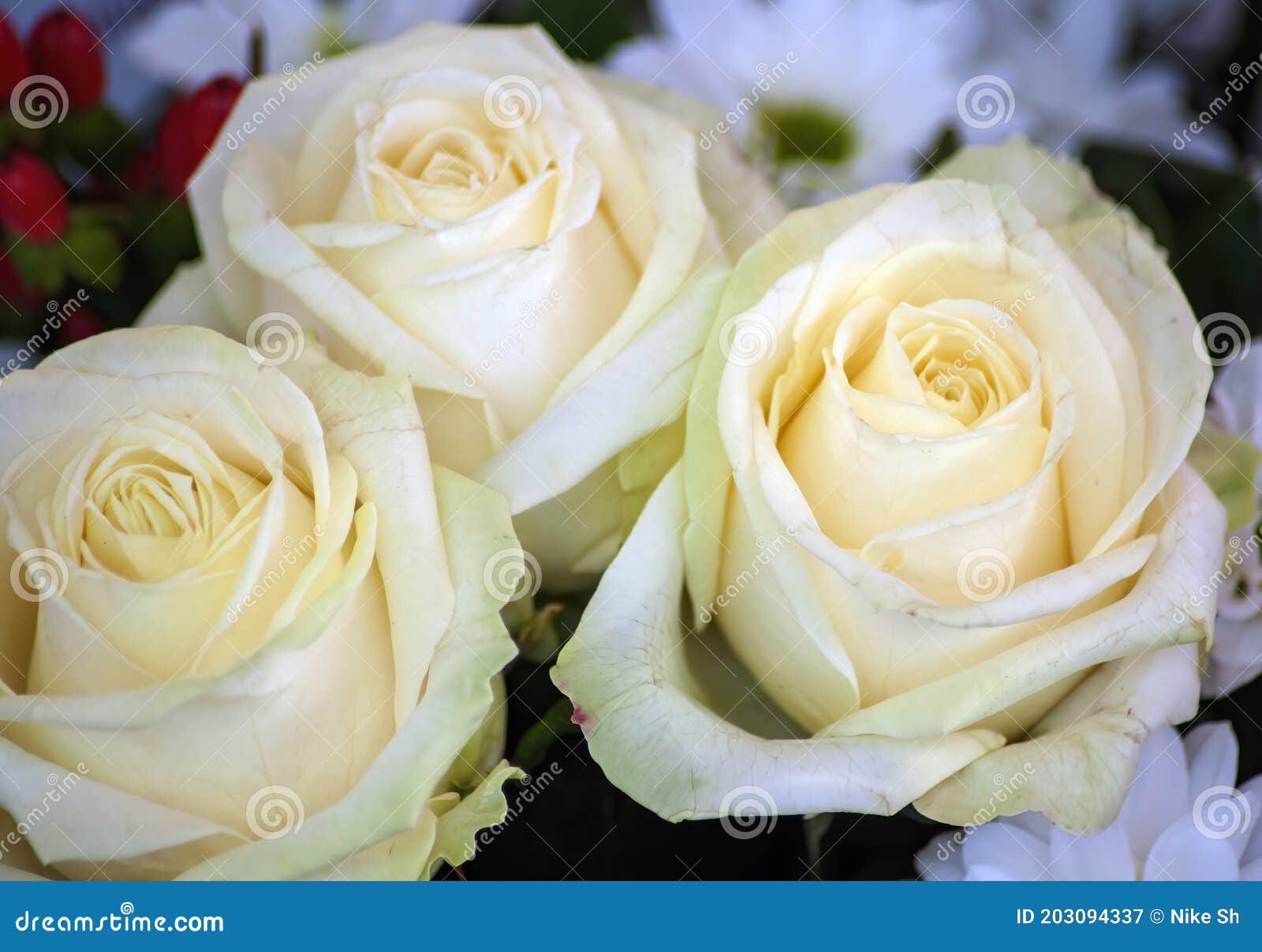 Pale yellow roses stock image. Image of spring, roses - 203094337
