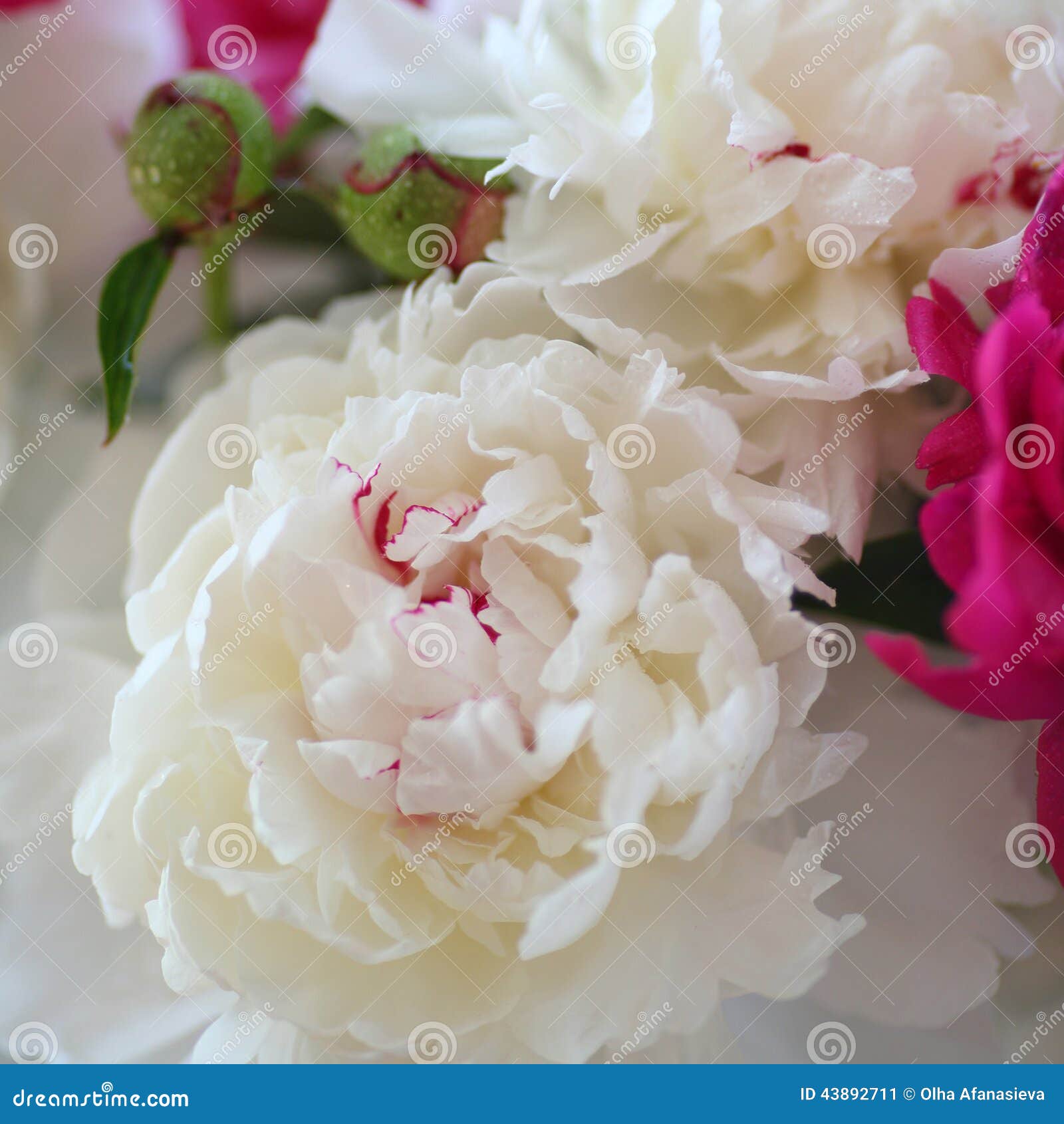 Bouquet of peonies closeup stock image. Image of flower - 43892711