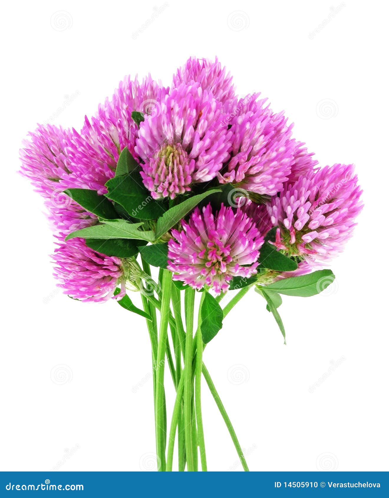 Bouquet of Pink Clover Flowers Stock Photo - Image of herb, beautiful ...