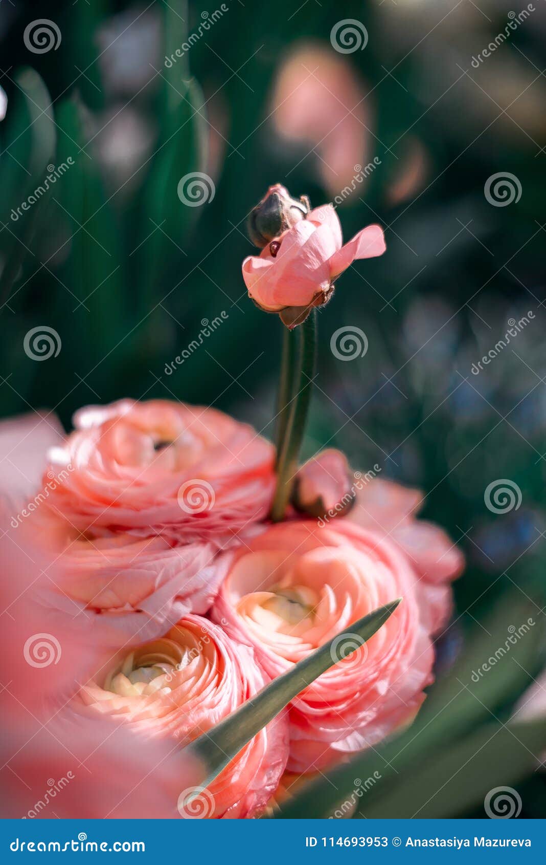 Pink Ranunculus Flowers in Early Spring Stock Image - Image of green ...
