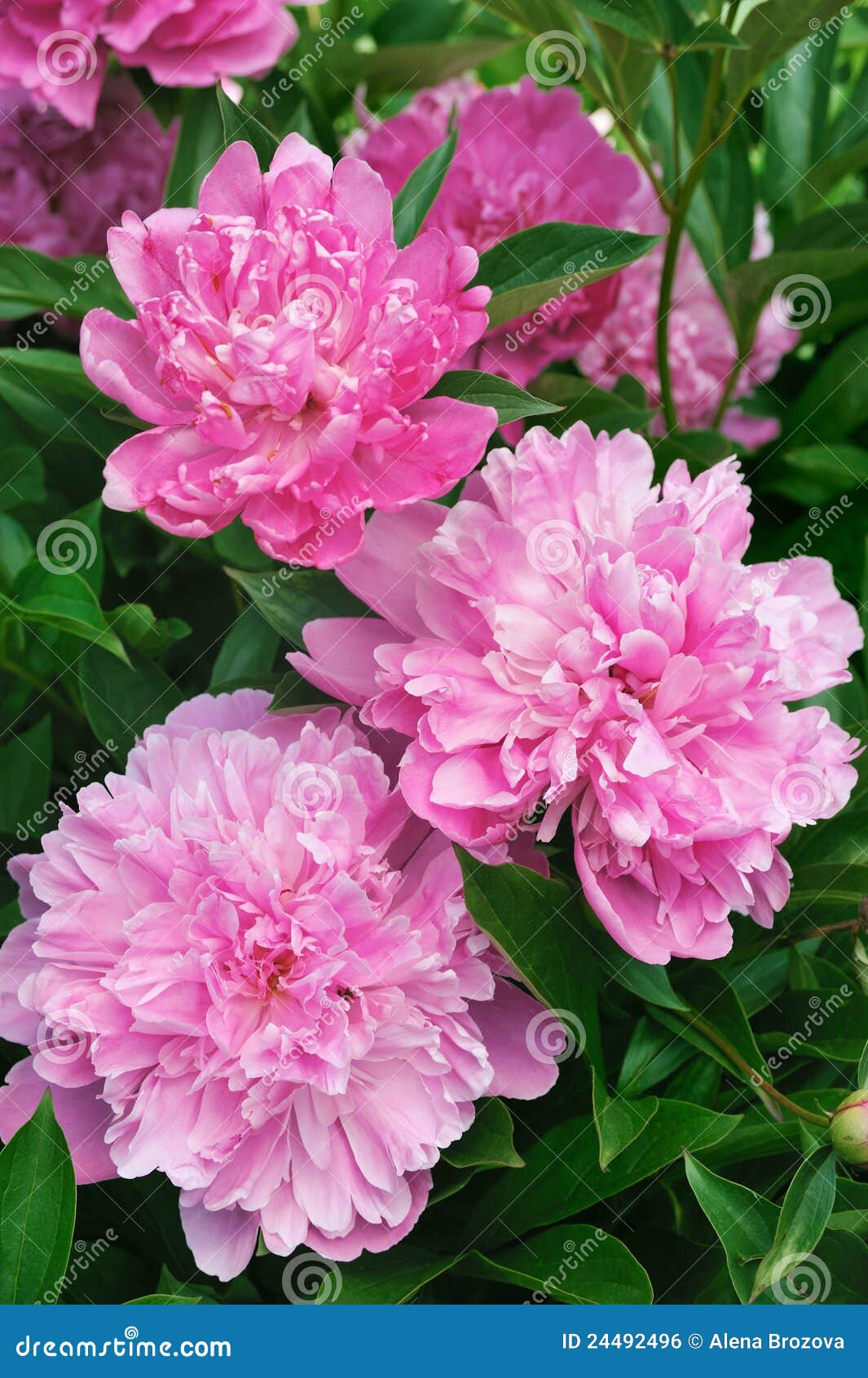 Bouquet of pink peonies stock photo. Image of arrangement - 24492496