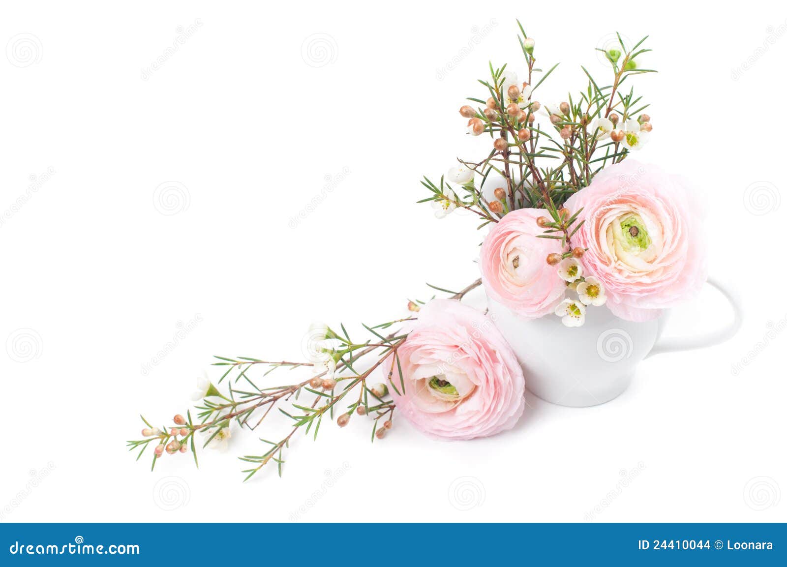 Bouquet of pink ranunculus stock photo. Image of white - 24410044