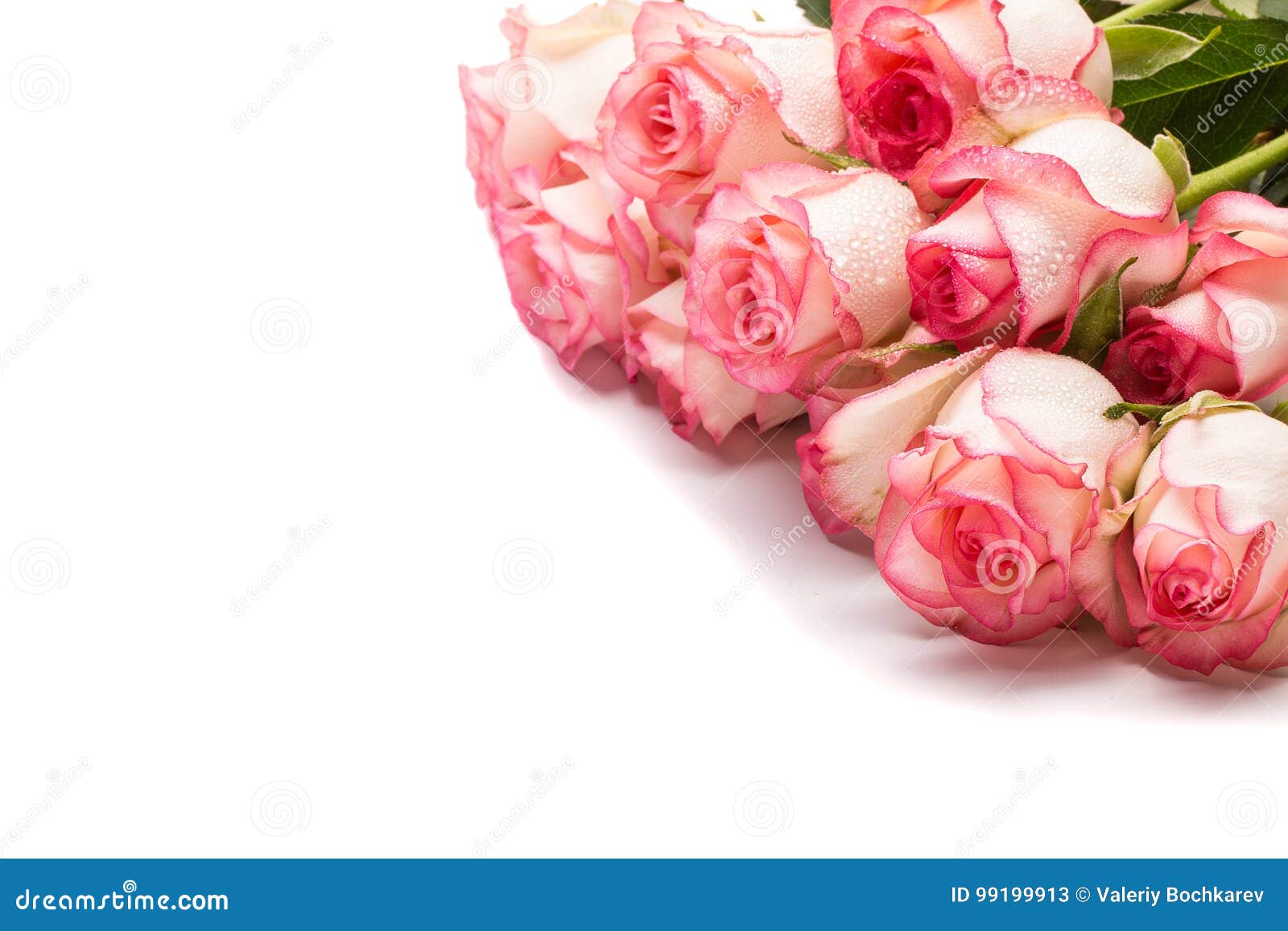 Bouquet of Pink Rose Flowers on White Background. Stock Image - Image ...