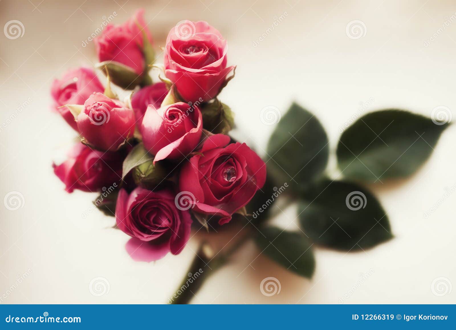 Bouquet of the pink roses stock image. Image of nature - 12266319