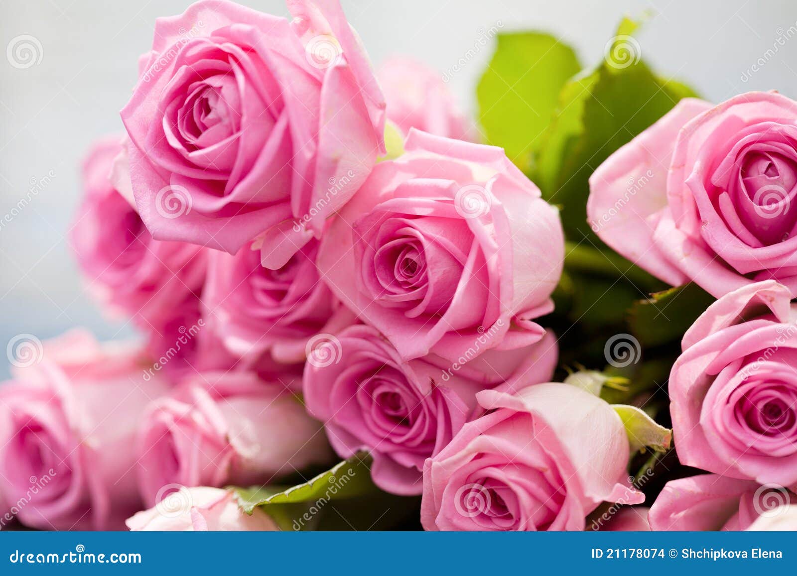 Bouquet of pink roses stock photo. Image of gift, bouquet - 21178074