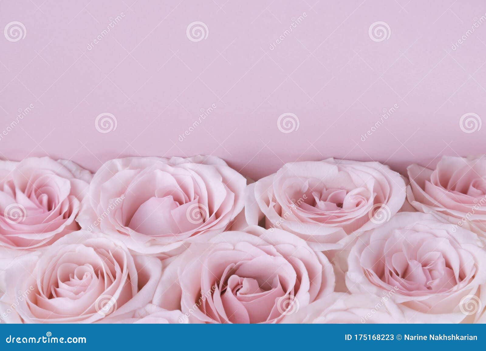 Bouquet of Pink Roses on a Pink Background Stock Image - Image of blur ...