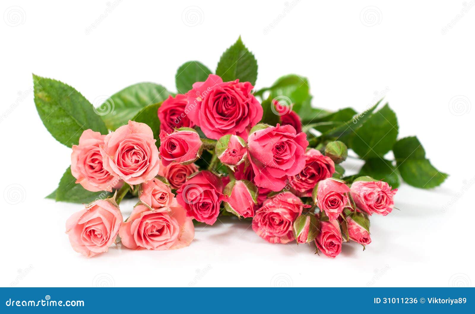 Bouquet of pink roses stock photo. Image of close, bunch - 31011236