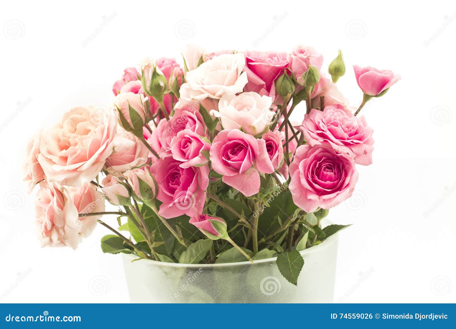Bouquet of Pink Roses Isolated on White Stock Photo - Image of ...