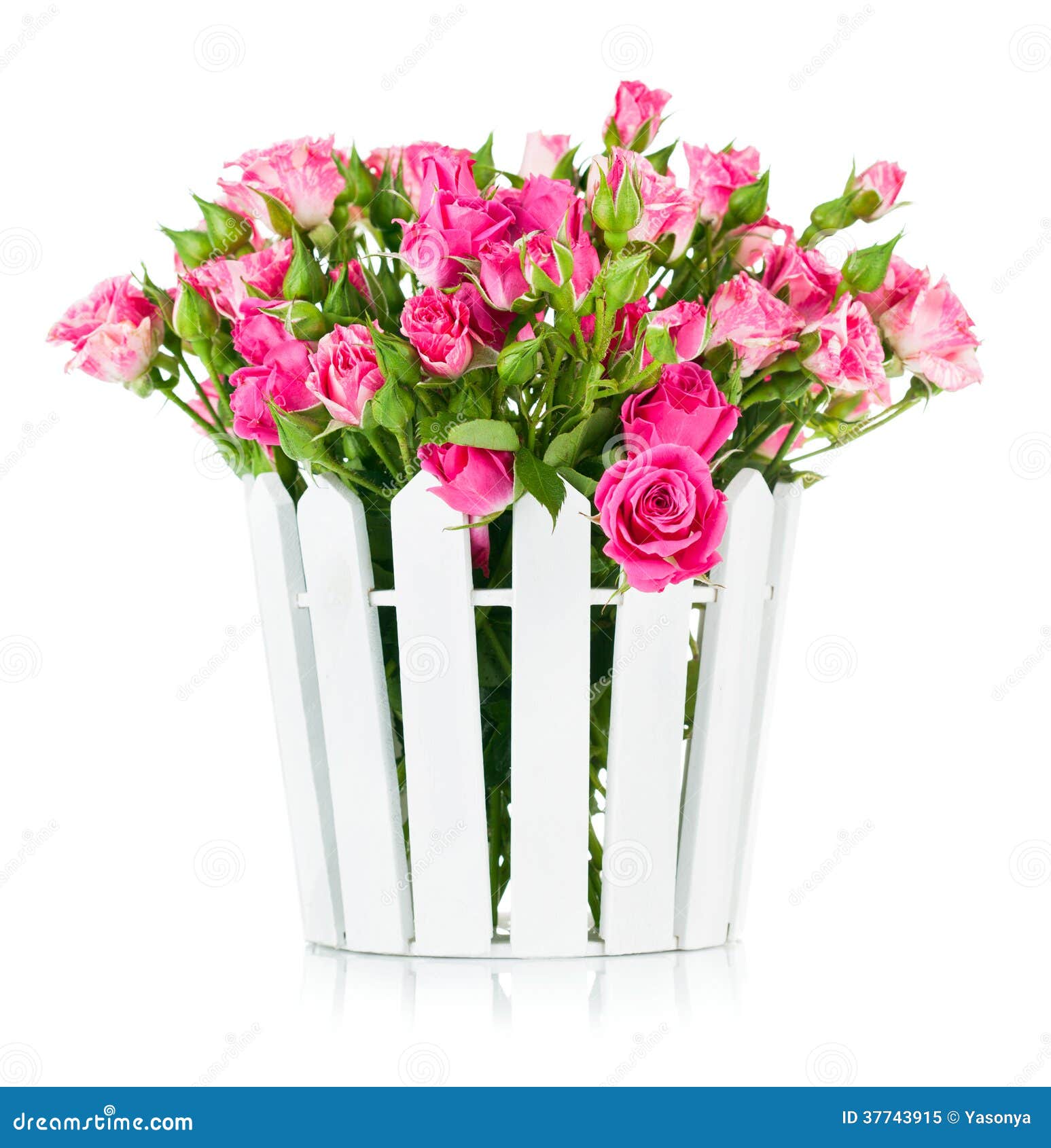 Bouquet pink roses in pot stock image. Image of flowering - 37743915