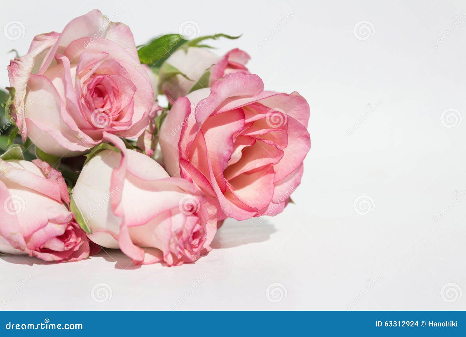 Red Roses With White Stripes Hocus Pocus Royalty-Free Stock Photography ...