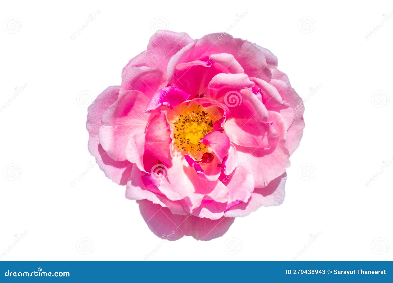 Bouquet of Pink Roses on a White Background, Isolate Stock Image ...