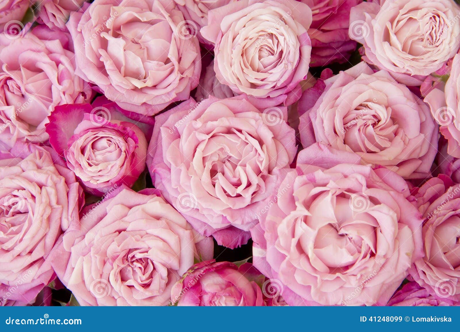 Bouquet of Pink Spray Roses Stock Image - Image of celebrations ...