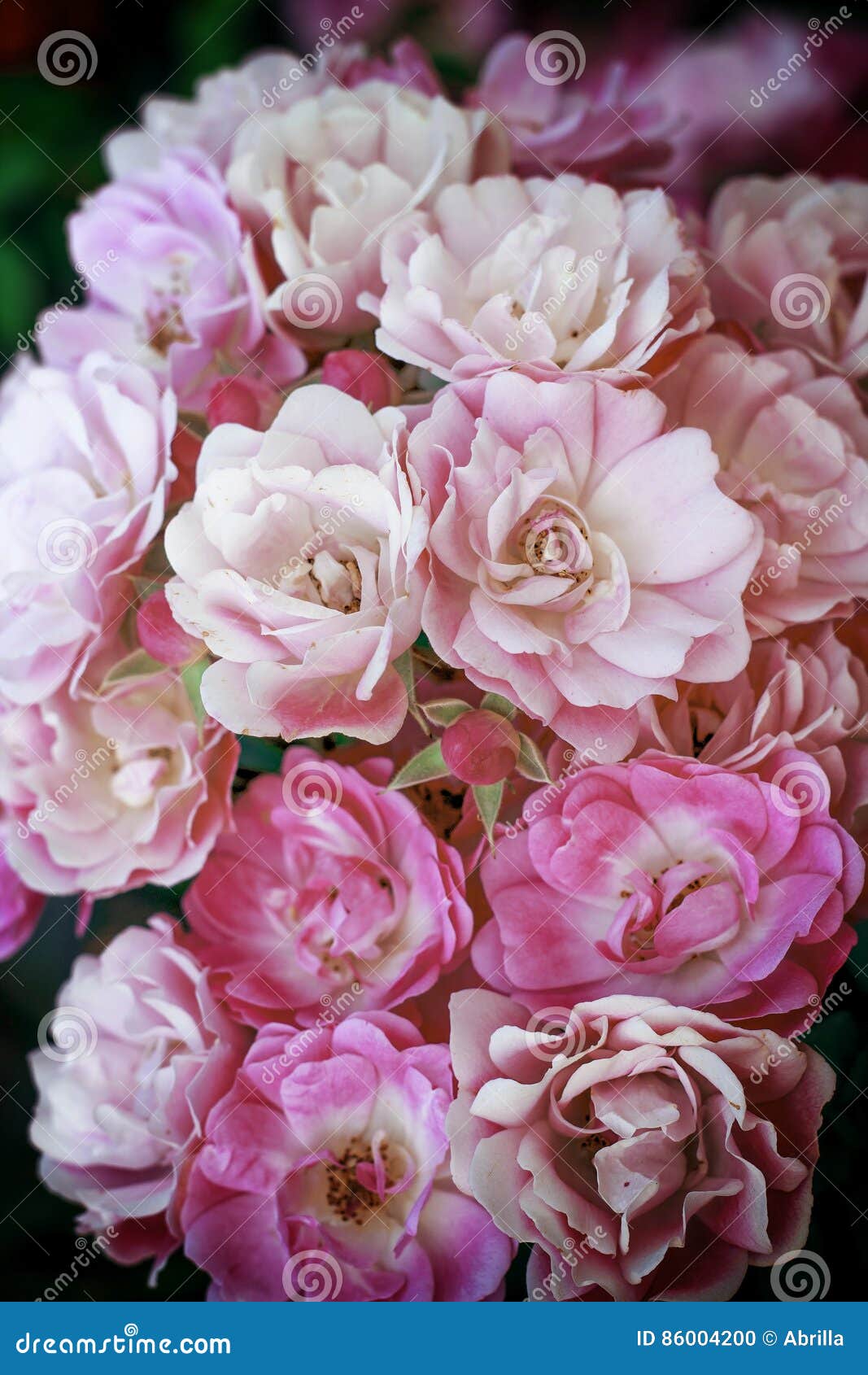 Bouquet of Pink Spring Flowers Roses Stock Photo - Image of flower ...