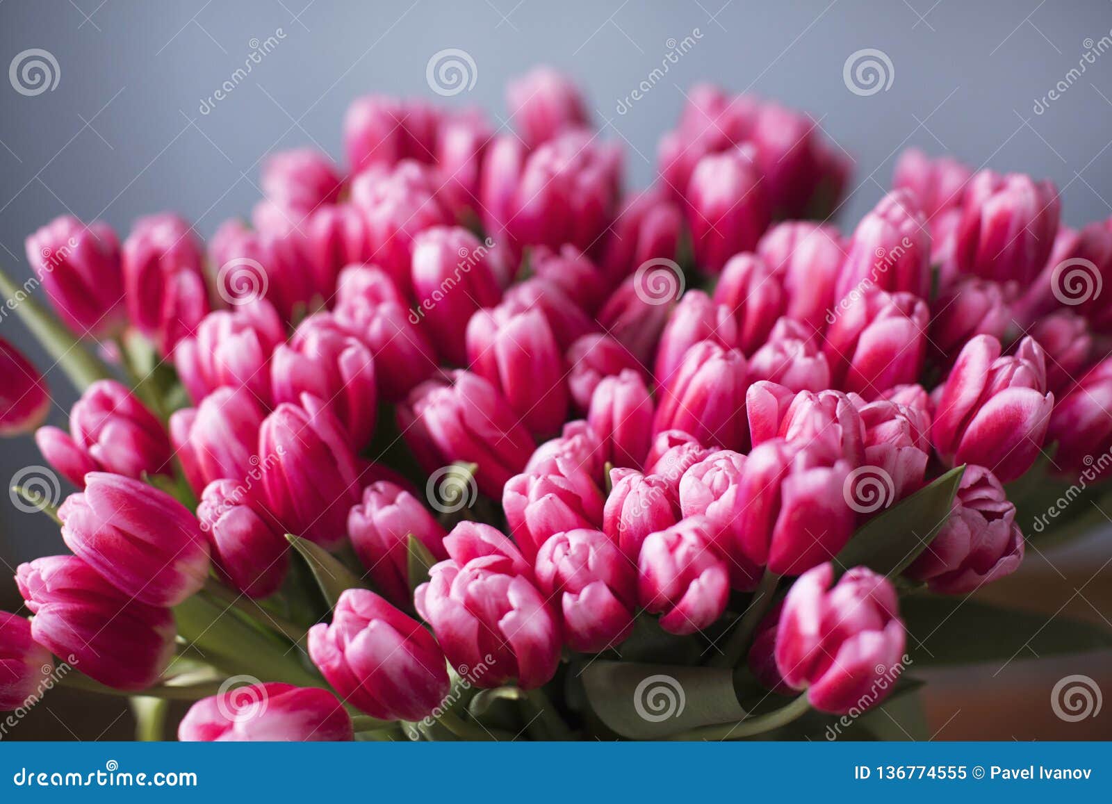 Bouquet of Pink Tulips on Neutral Background Stock Image - Image of ...
