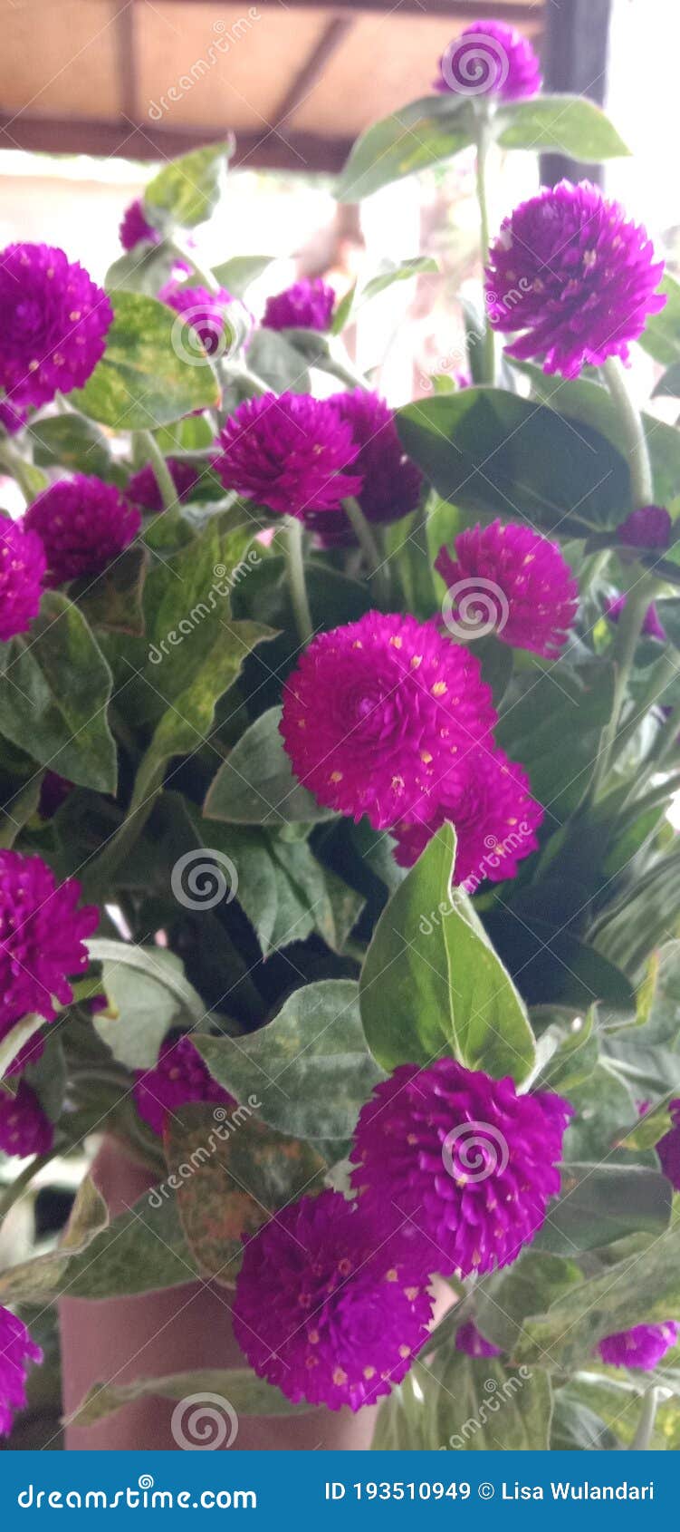 Purple Kenop Stock Photos - Free & Royalty-Free Stock Photos from ...