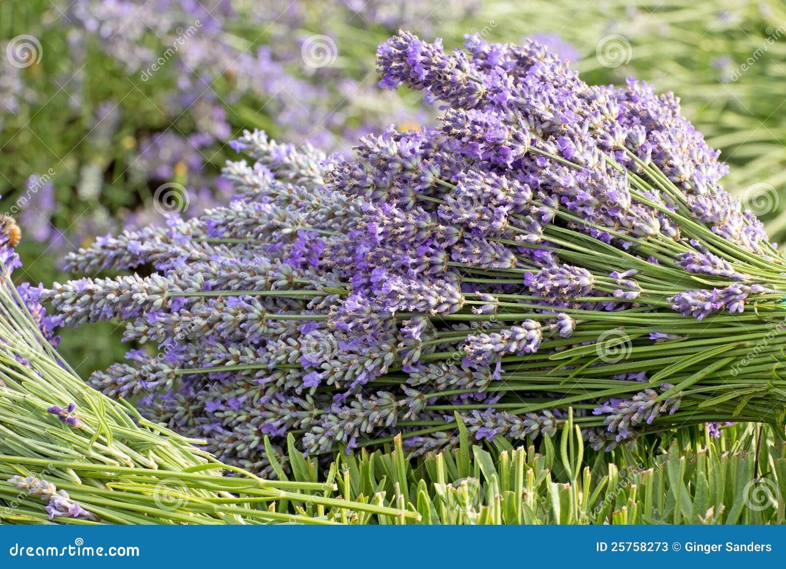 Bouquet of Purple Lavender stock image. Image of fragrance - 25758273