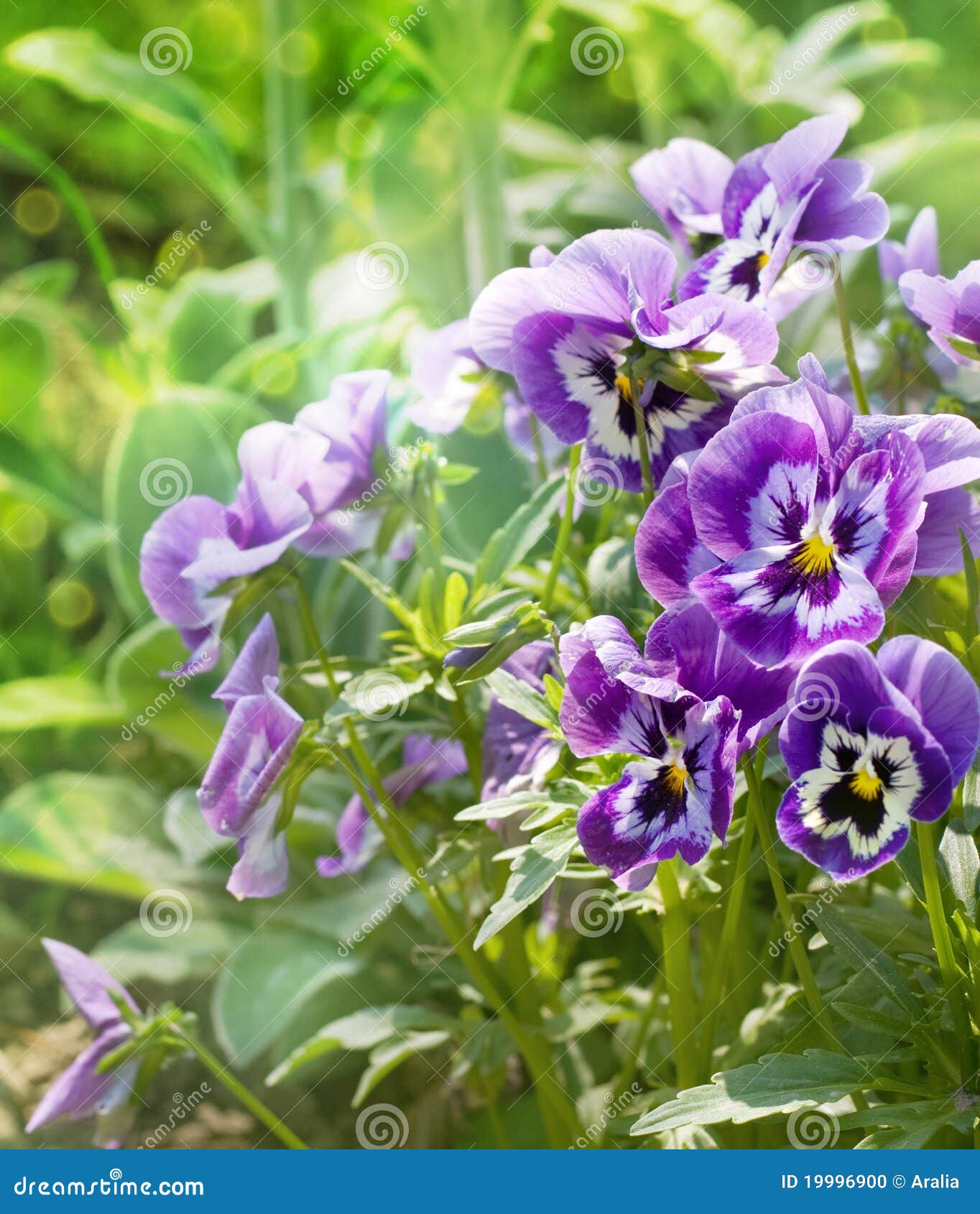 Bouquet of purple pansies stock photo. Image of blossom - 19996900