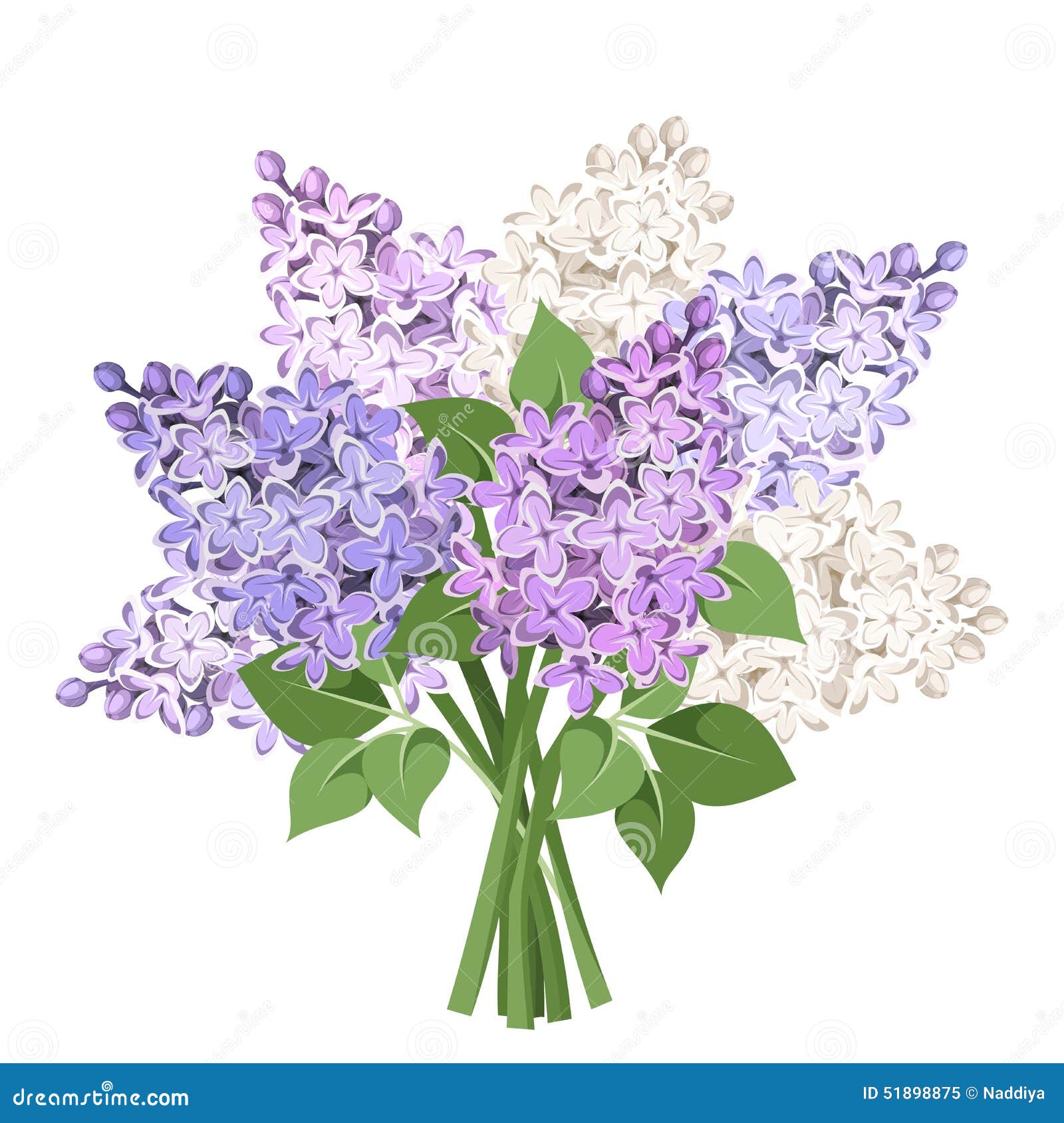 Bouquet of Purple and White Lilac Flowers. Vector Illustration. Stock ... Bouquet of Purple and White Lilac Flowers. Vector Illustration. Stock ...