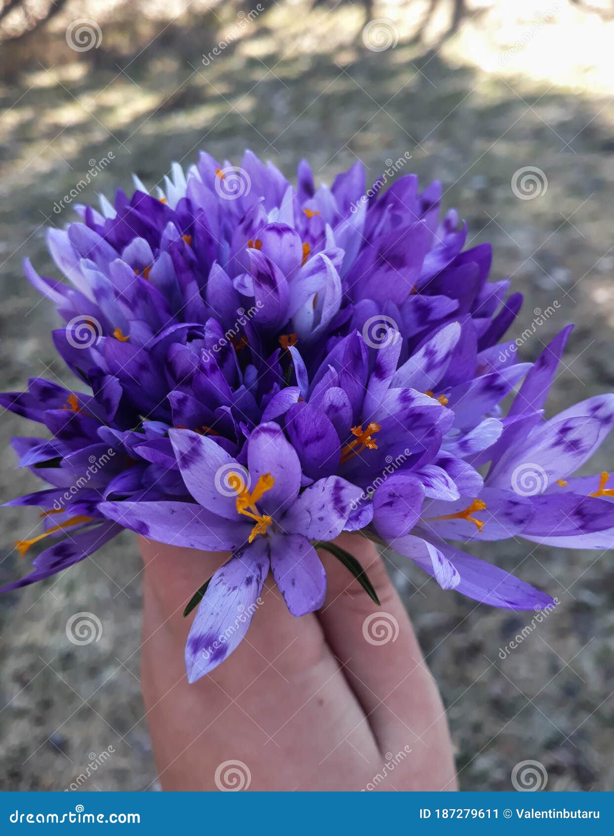 Bouquet of Purple Wild Violets in Hand on a Blurred Background Stock ...
