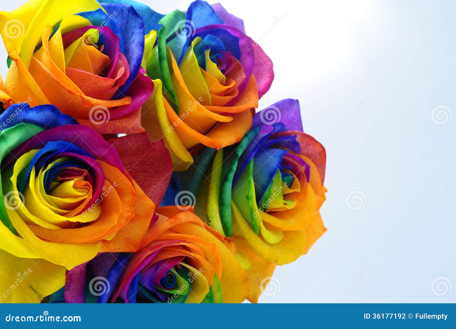 Bouquet of Rainbow rose stock photo. Image of wallpaper - 36177192