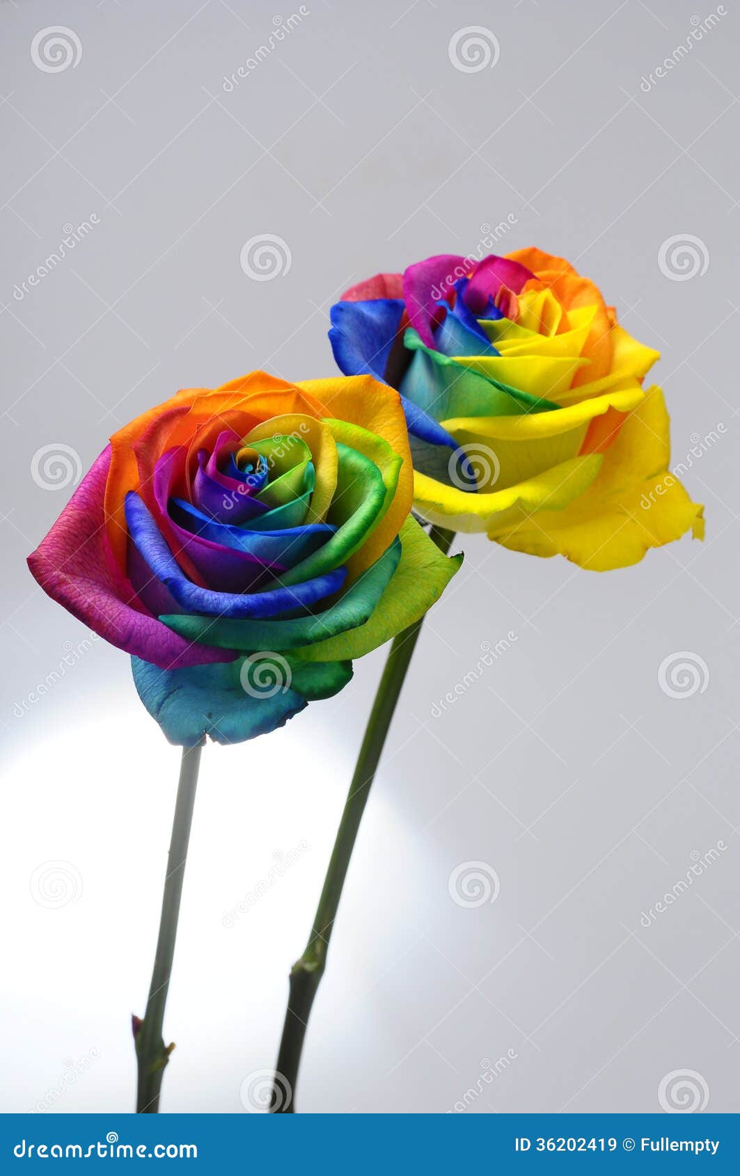 Bouquet of Rainbow rose stock image. Image of romantic - 36202419