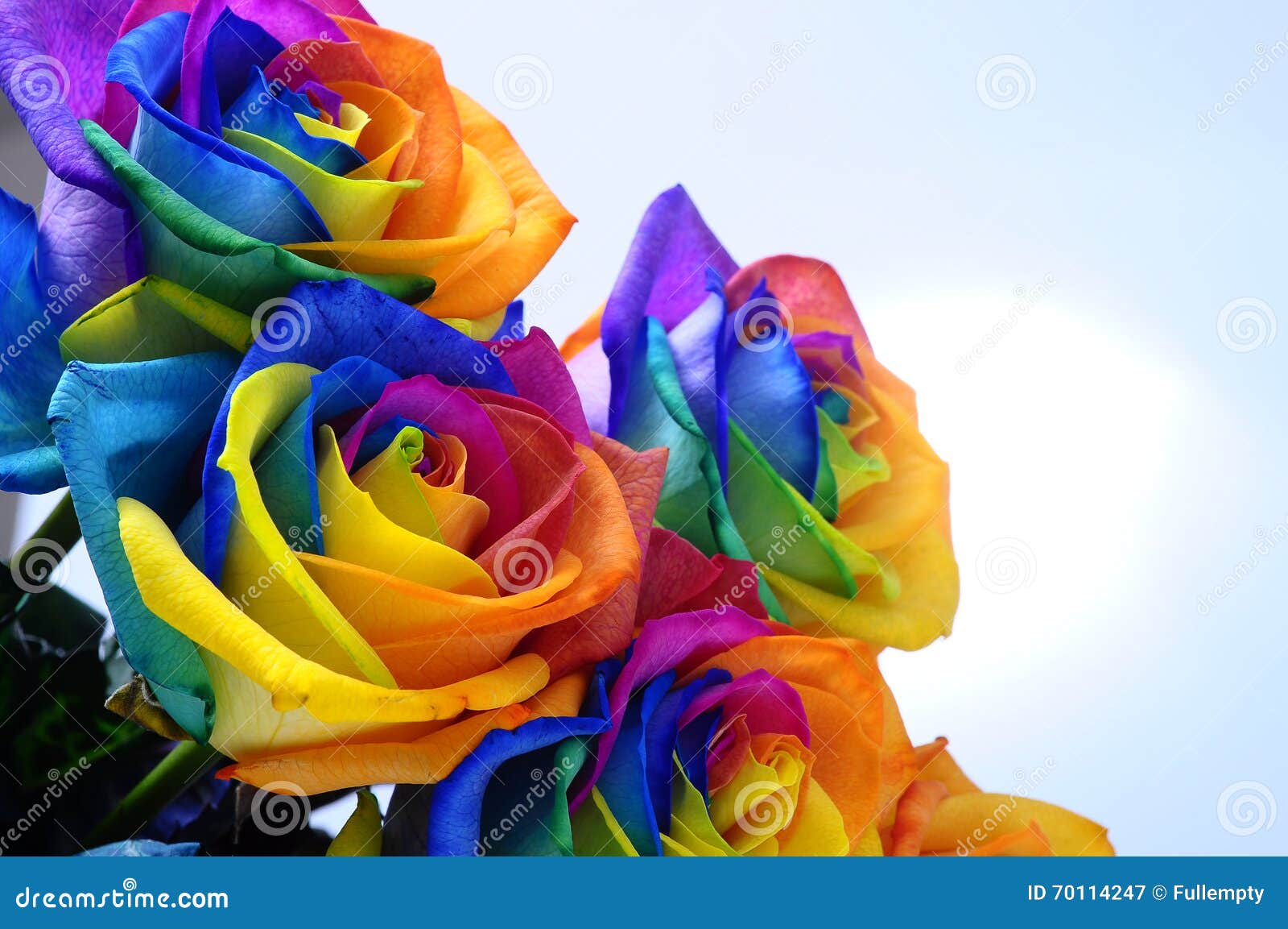 Bouquet of Rainbow rose stock image. Image of romantic - 70114247