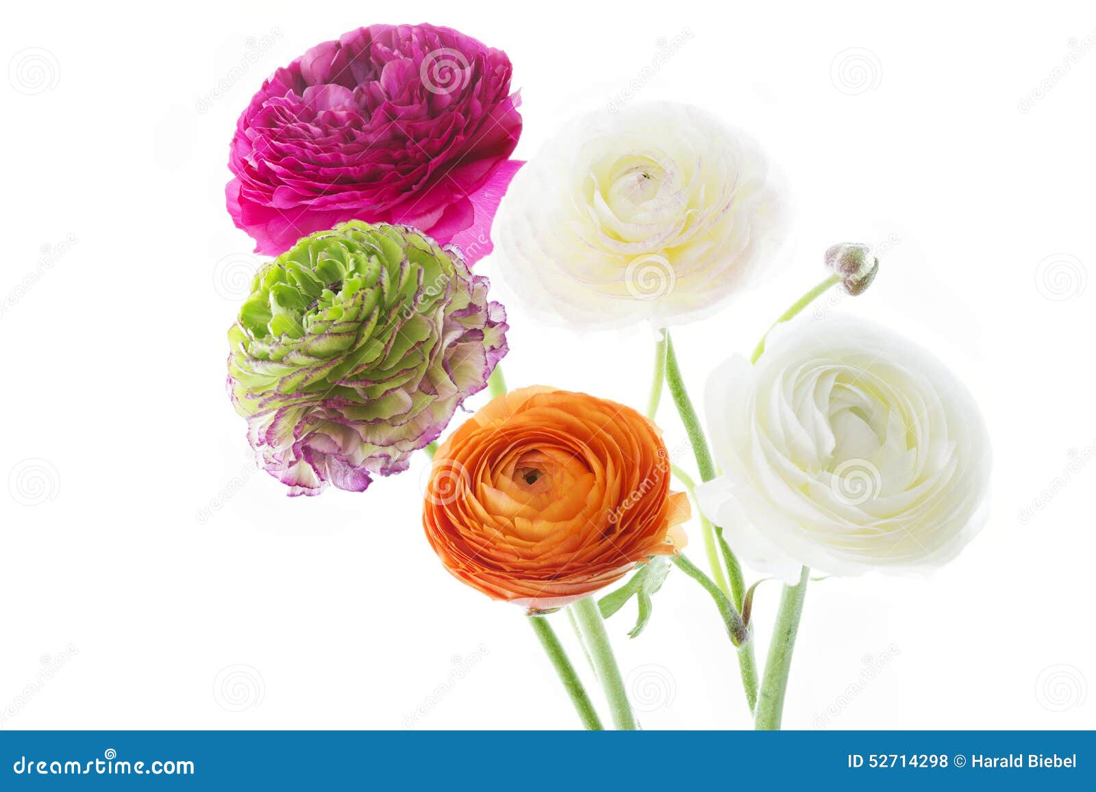 Bouquet of Ranunculus Asiaticus Flowers Stock Photo - Image of ...