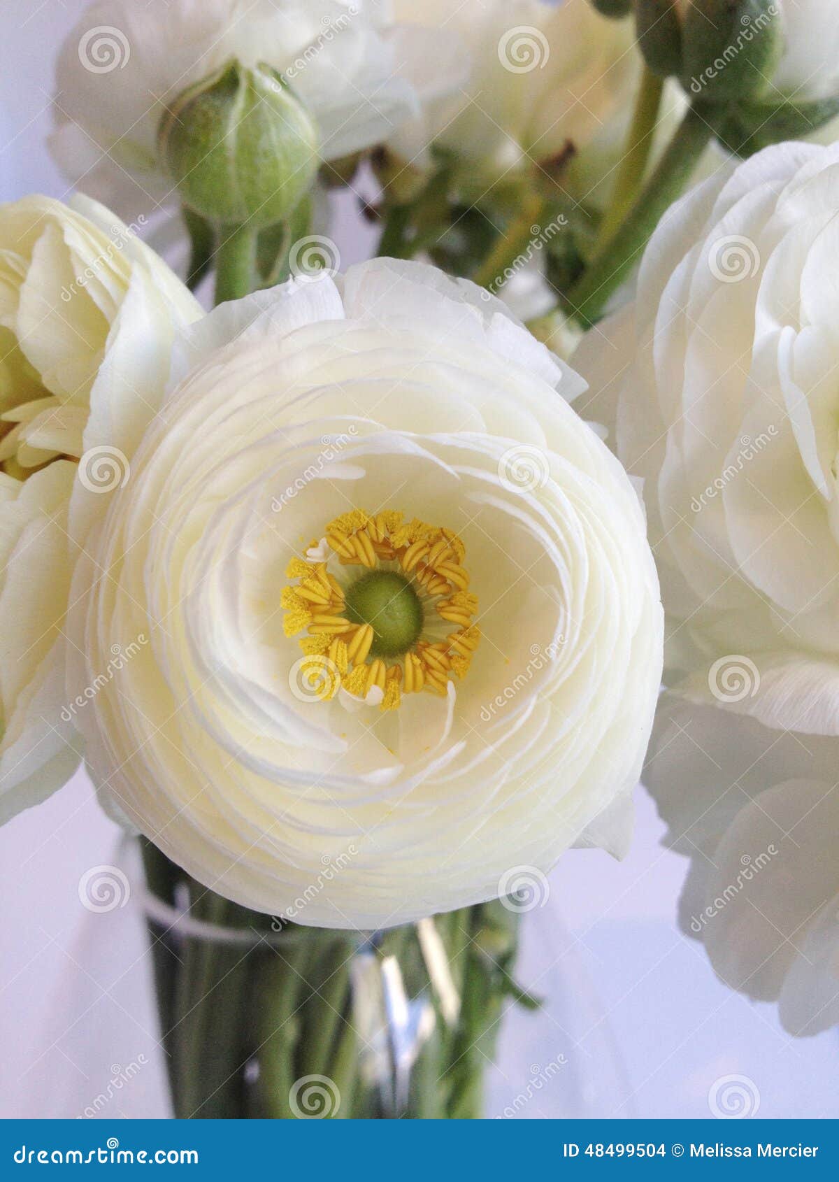 Bouquet of ranunculus stock photo. Image of pollen, delicate - 48499504