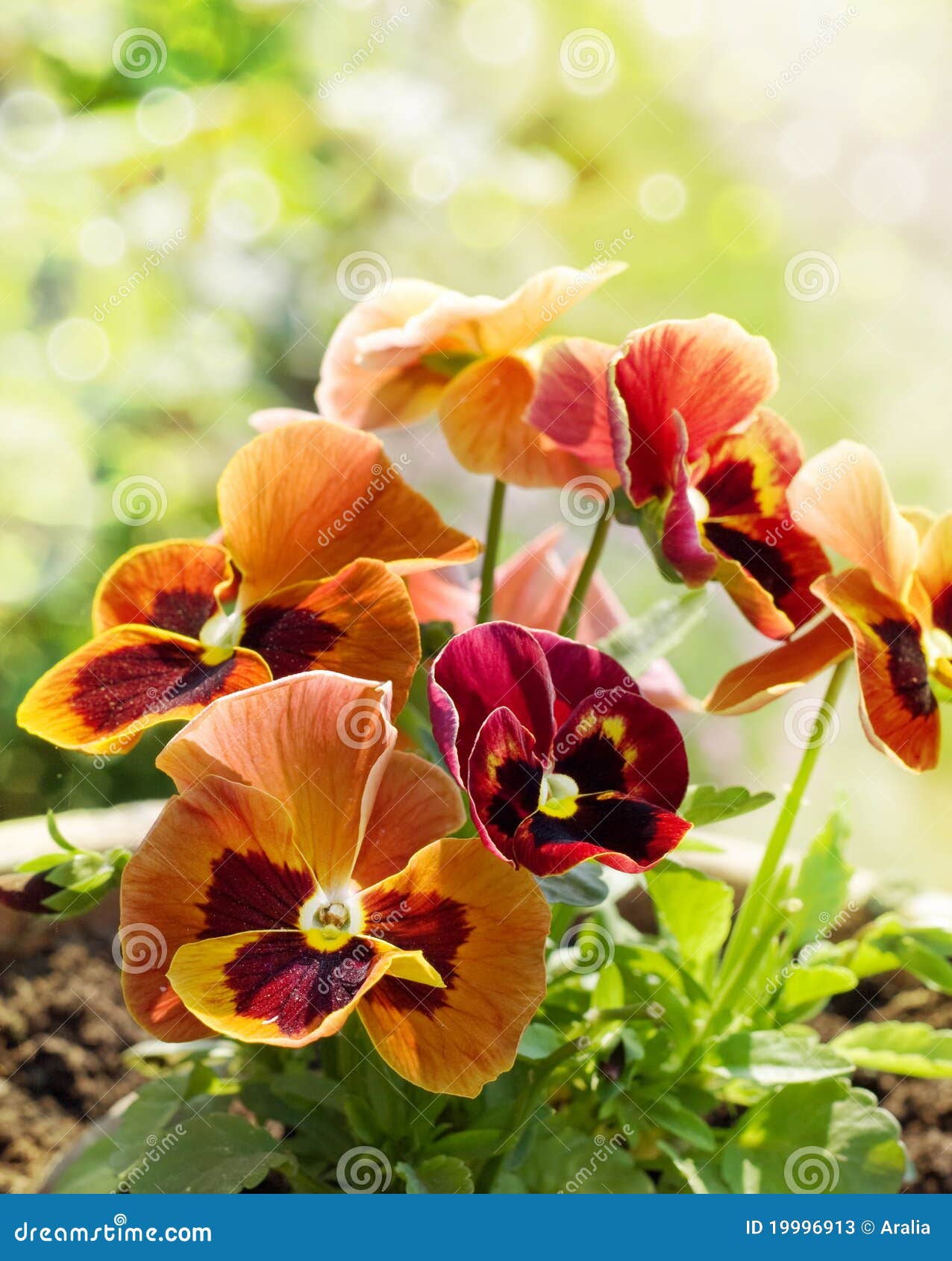Bouquet of red pansies stock image. Image of nature, orange - 19996913