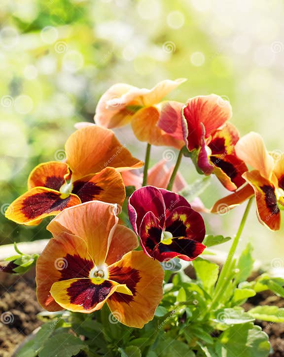 Bouquet of red pansies stock image. Image of nature, orange - 19996913