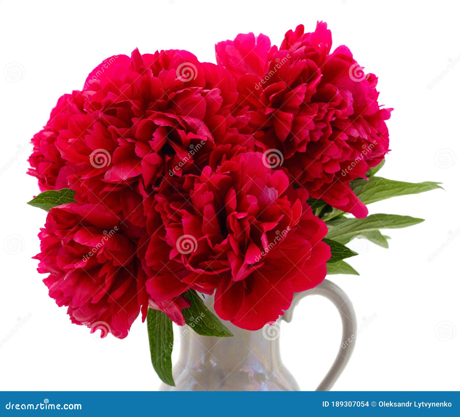 Bouquet of red peonies stock photo. Image of isolated - 189307054