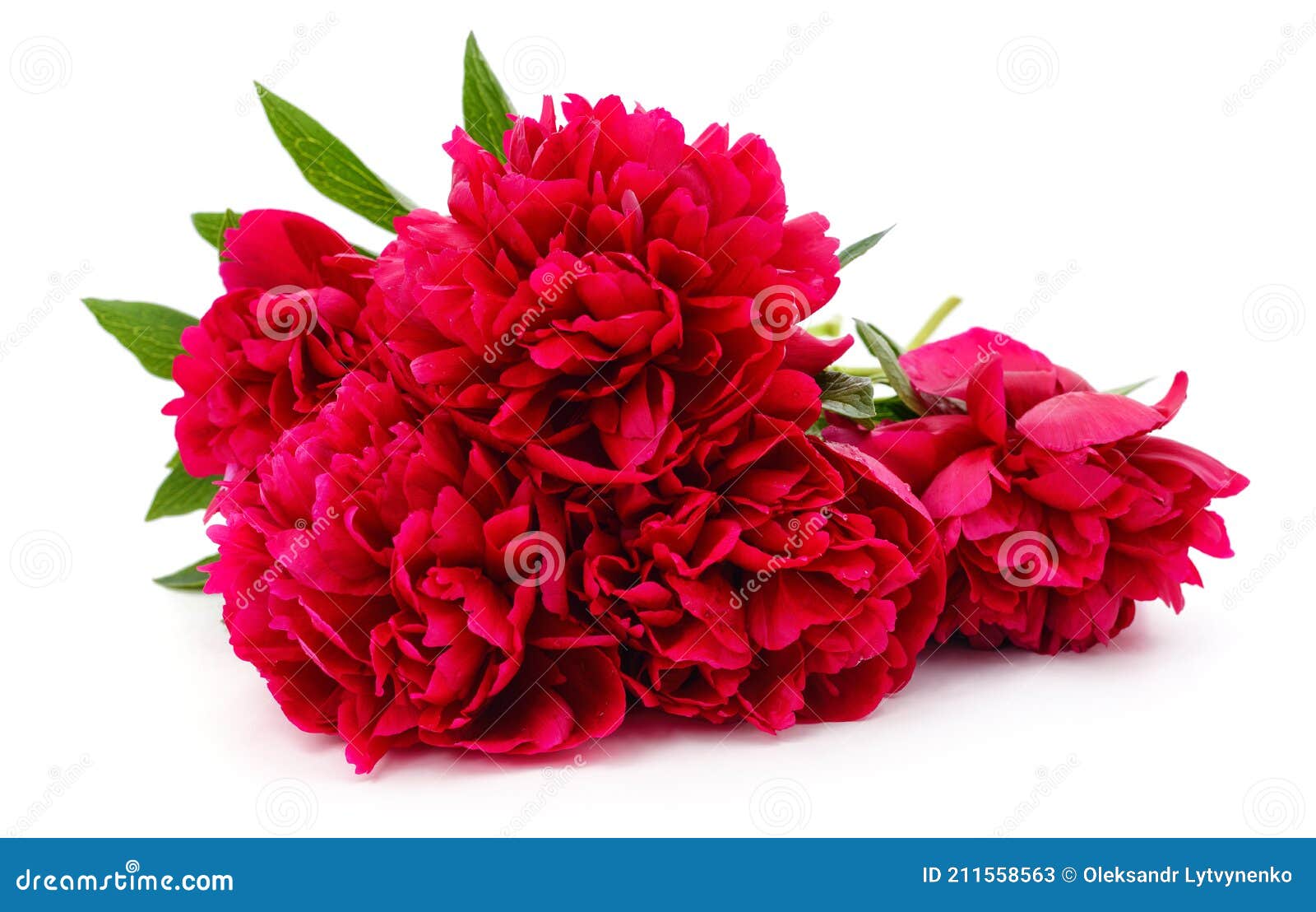 Bouquet of red peonies stock image. Image of colors - 211558563