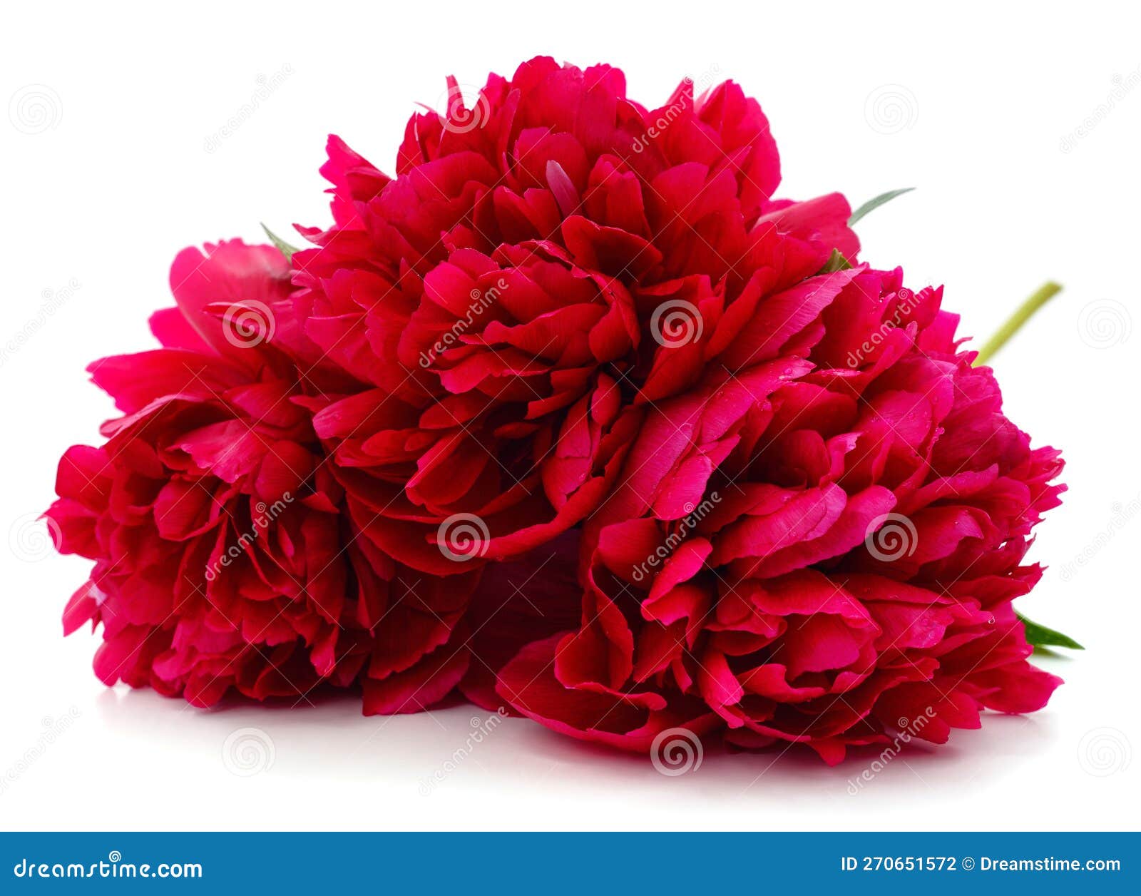 Bouquet of red peonies stock photo. Image of freshness - 270651572