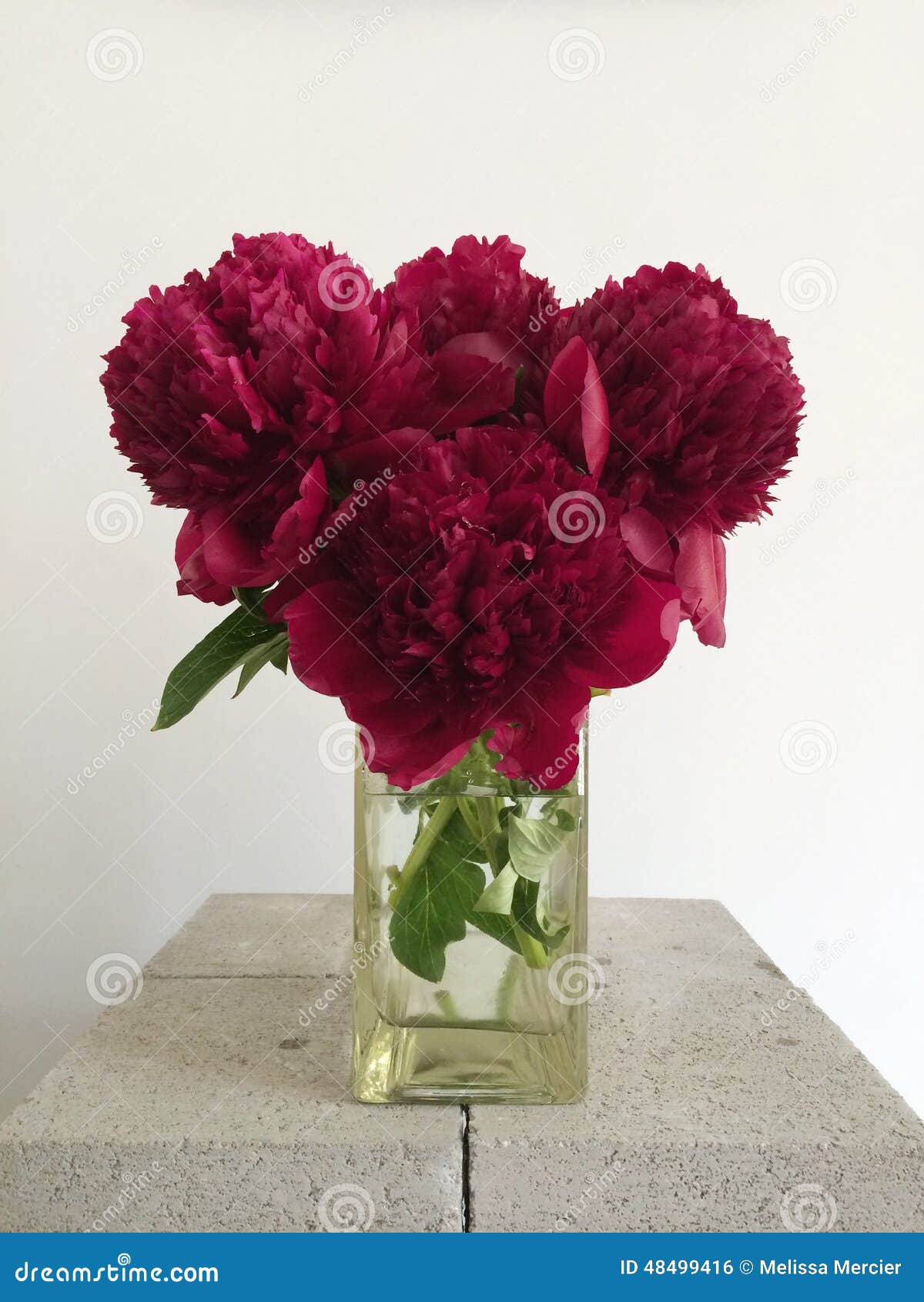 Bouquet of red peonies stock photo. Image of arrangement - 48499416