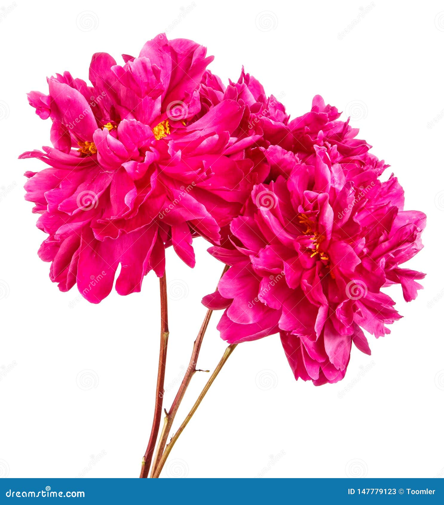 Bouquet of Red Peony Flowers. Isolated on White Stock Image - Image of ...