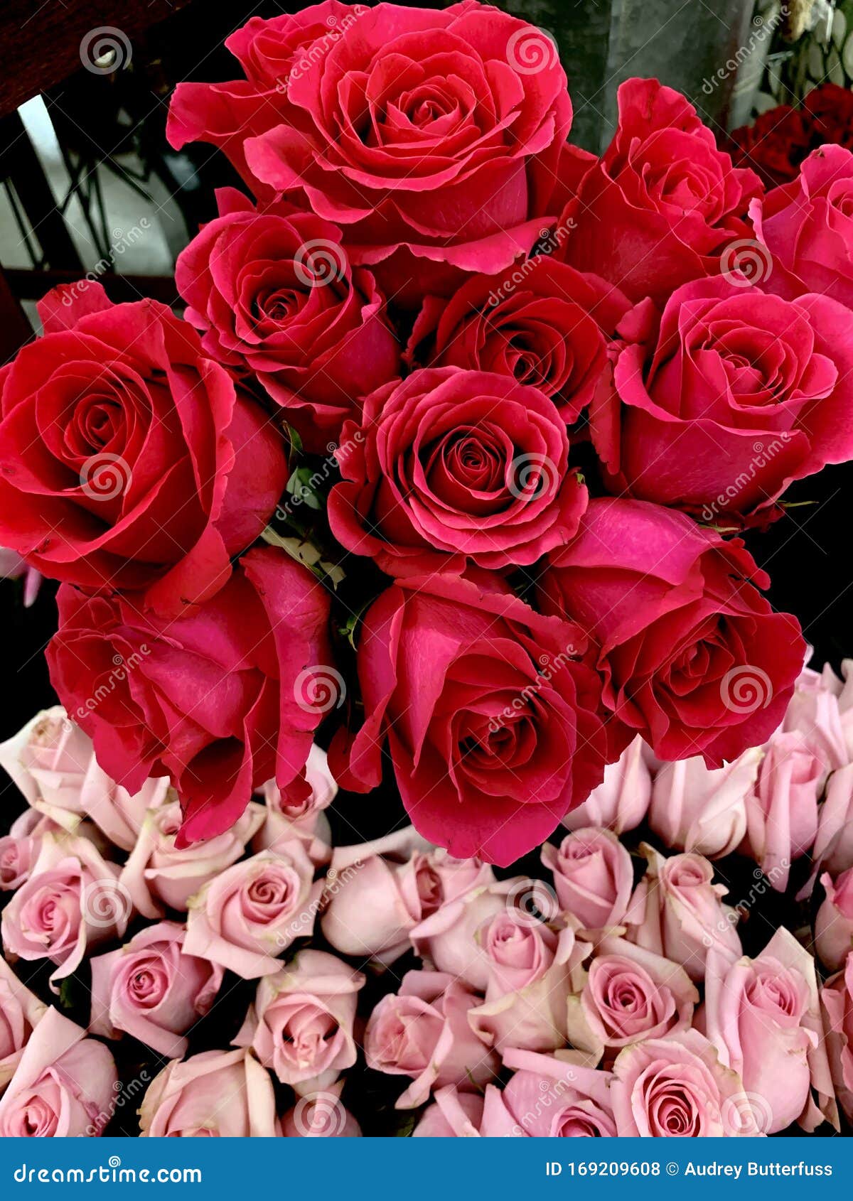 A Bouquet of Red and Pink Roses. Stock Photo - Image of accent, dozen ...
