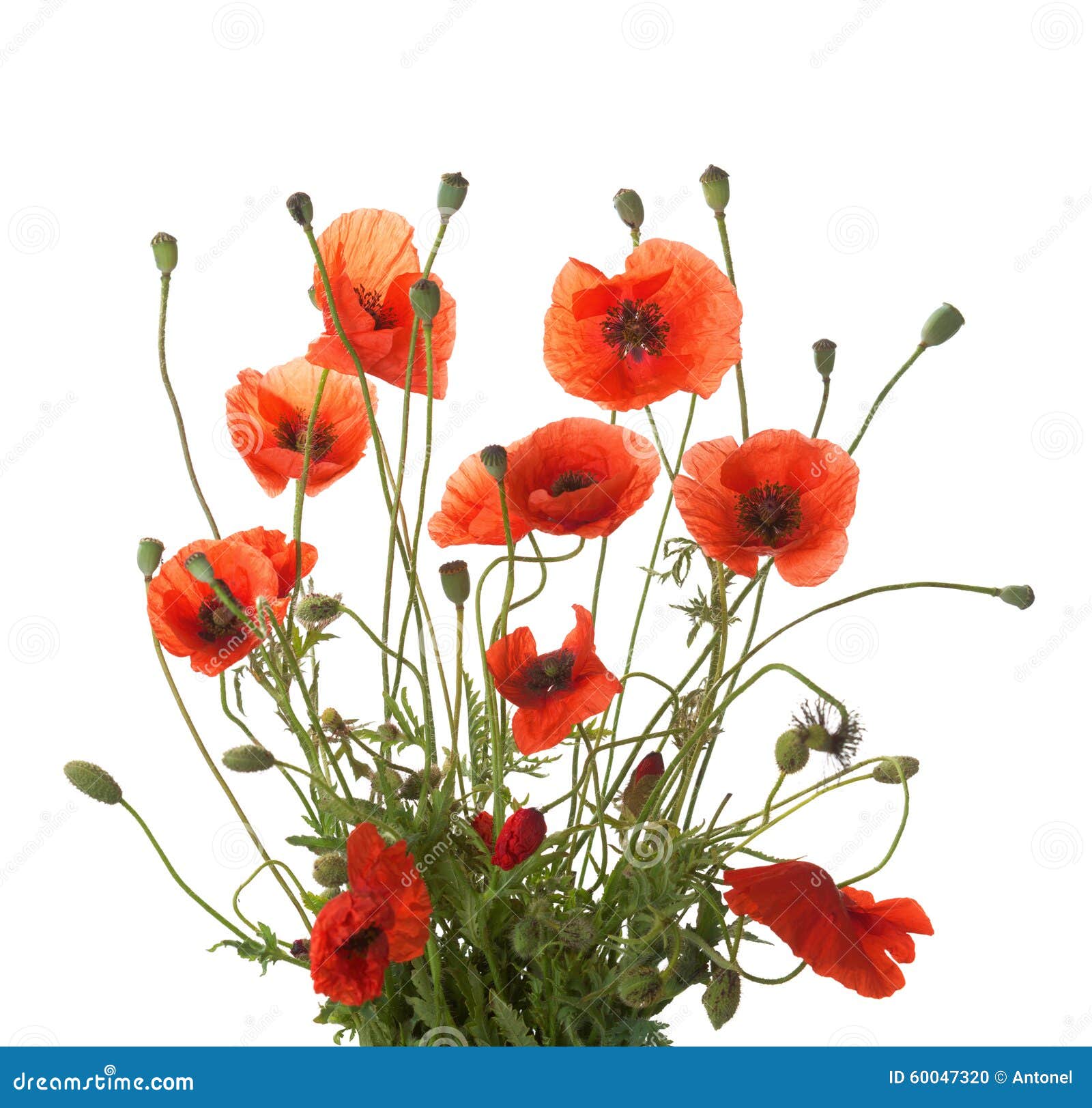 Bouquet of red poppies stock photo. Image of color, design - 60047320