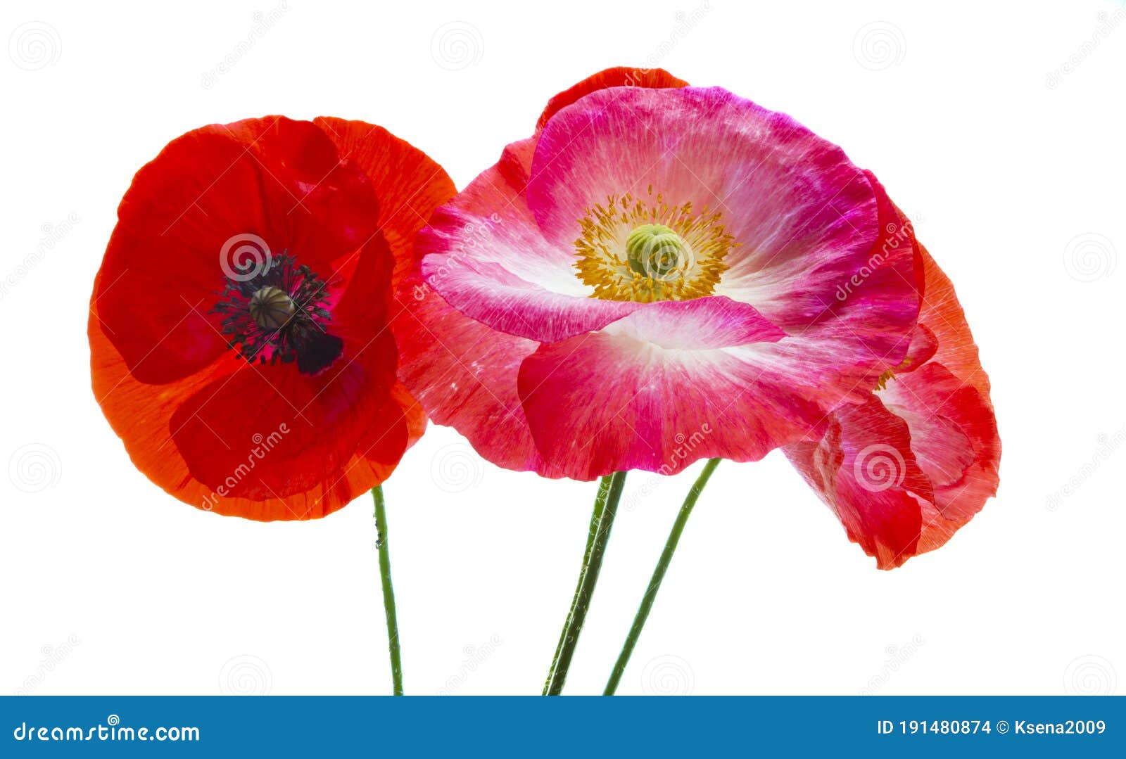Bouquet of Red Poppies Isolated Stock Photo - Image of background ...