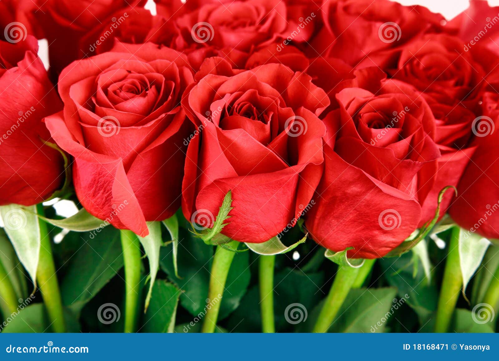 Bouquet of red roses stock image. Image of greetings - 18168471