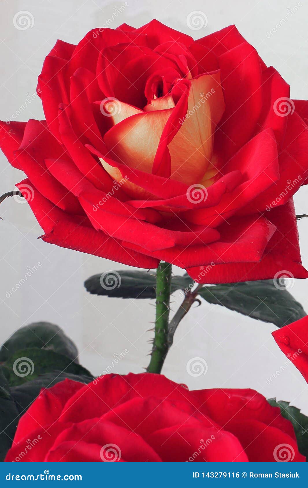 A Bouquet of Red Roses. Red Roses Close Up Stock Photo - Image of ...
