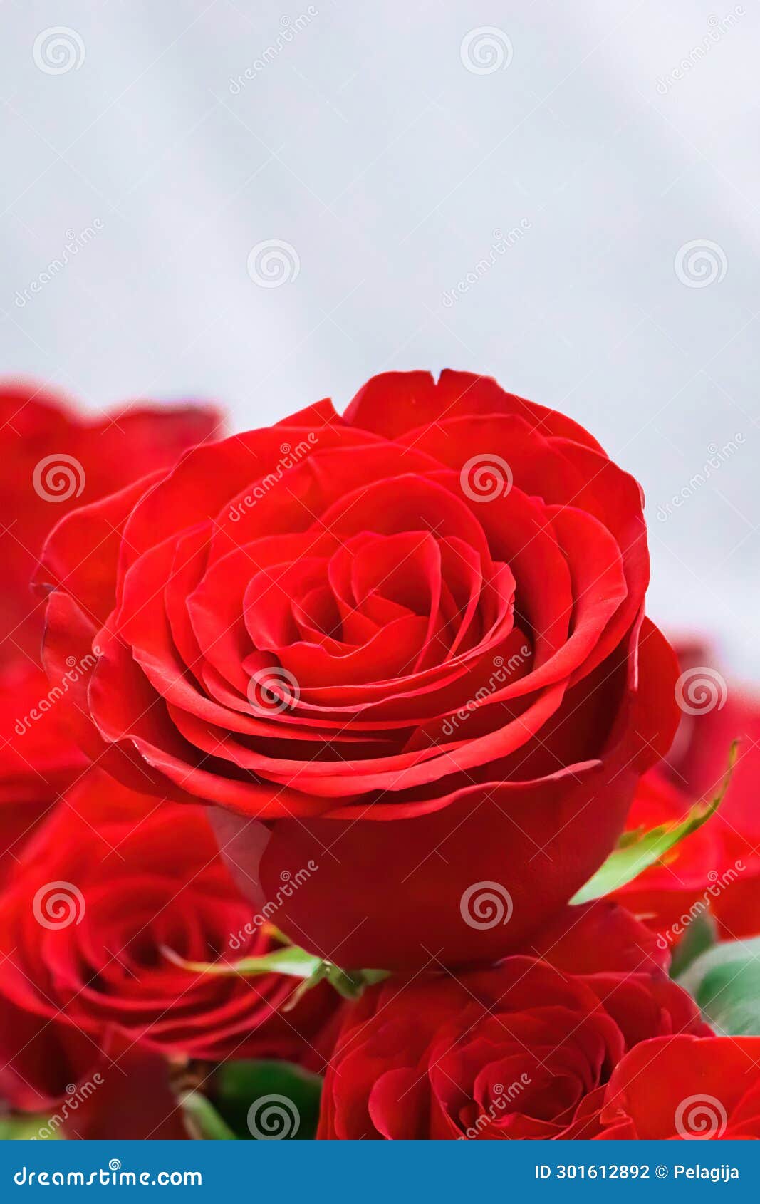 Bouquet of Red Roses in Flower Shop. Stock Photo - Image of love, shop ...