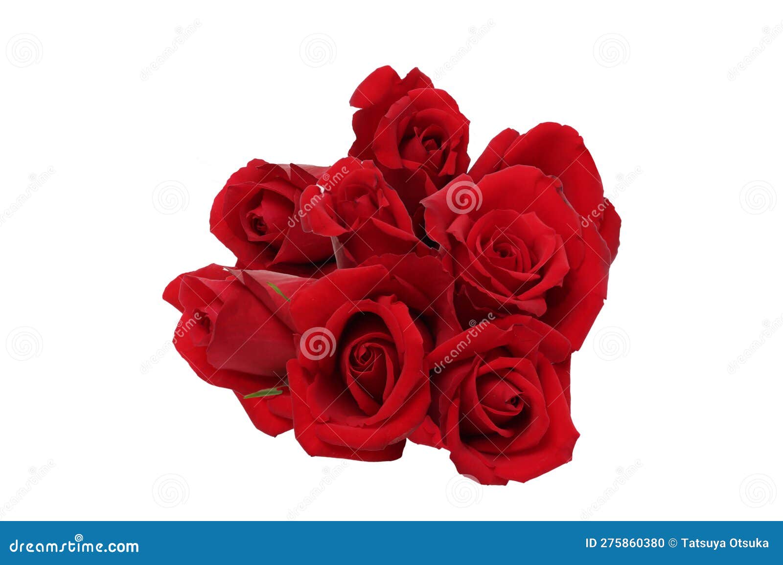 Bouquet of Red Roses Isolated on a White Background Stock Photo - Image ...