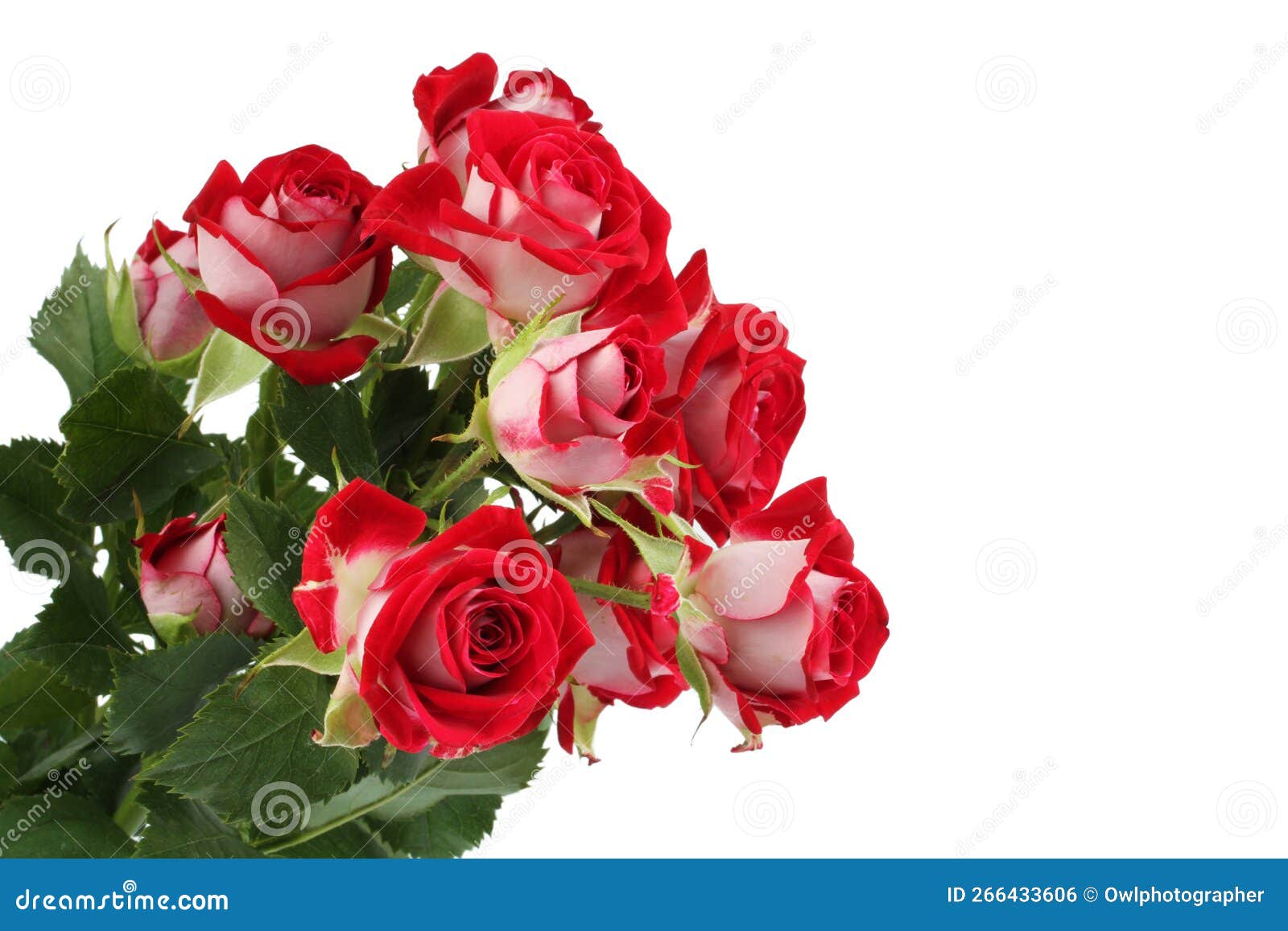 Bouquet of Red Roses Isolated on White Background. Closeup Stock Photo ...