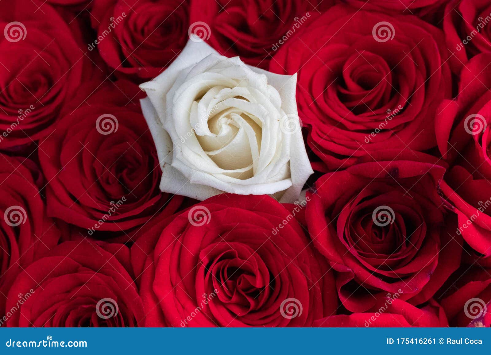 Bouquet of Red Roses with a Single White Rose in the Center Stock Image ...