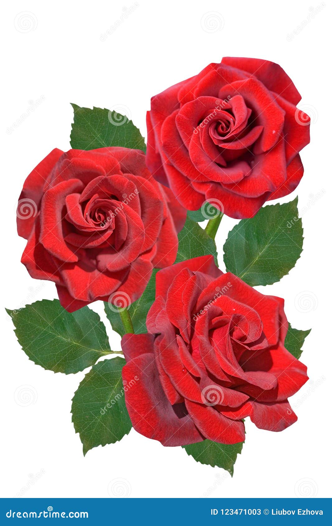 A Bouquet of Red Roses on a White Background. Stock Image - Image of ...