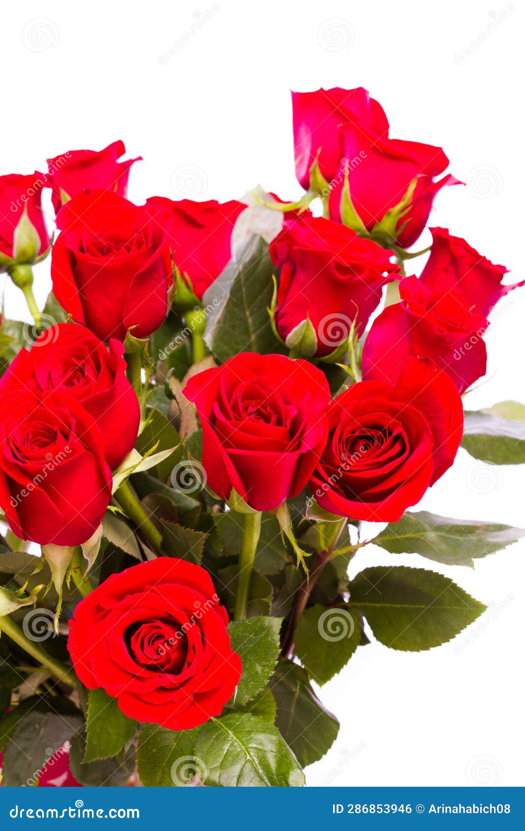 Red roses stock photo. Image of blooming, holiday, perennial - 286853946