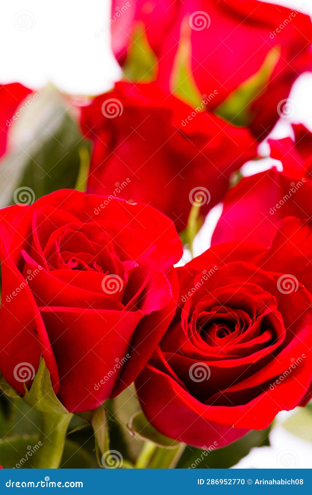 Red roses stock photo. Image of wraping, bouquet, wrapped - 286952770